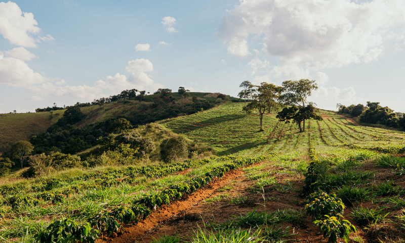 Rumble Coffee Roasters | Melbourne | Specialty & Single Origin Coffee
